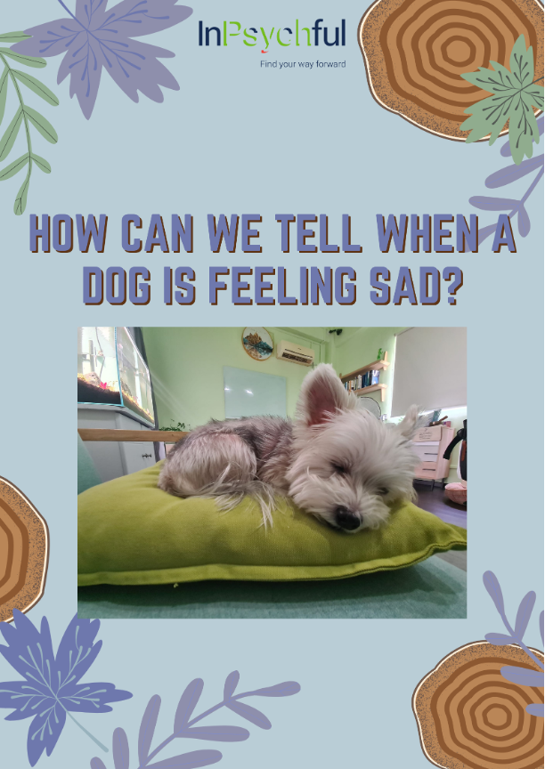 What are some emotions that my dog experience? - InPsychful